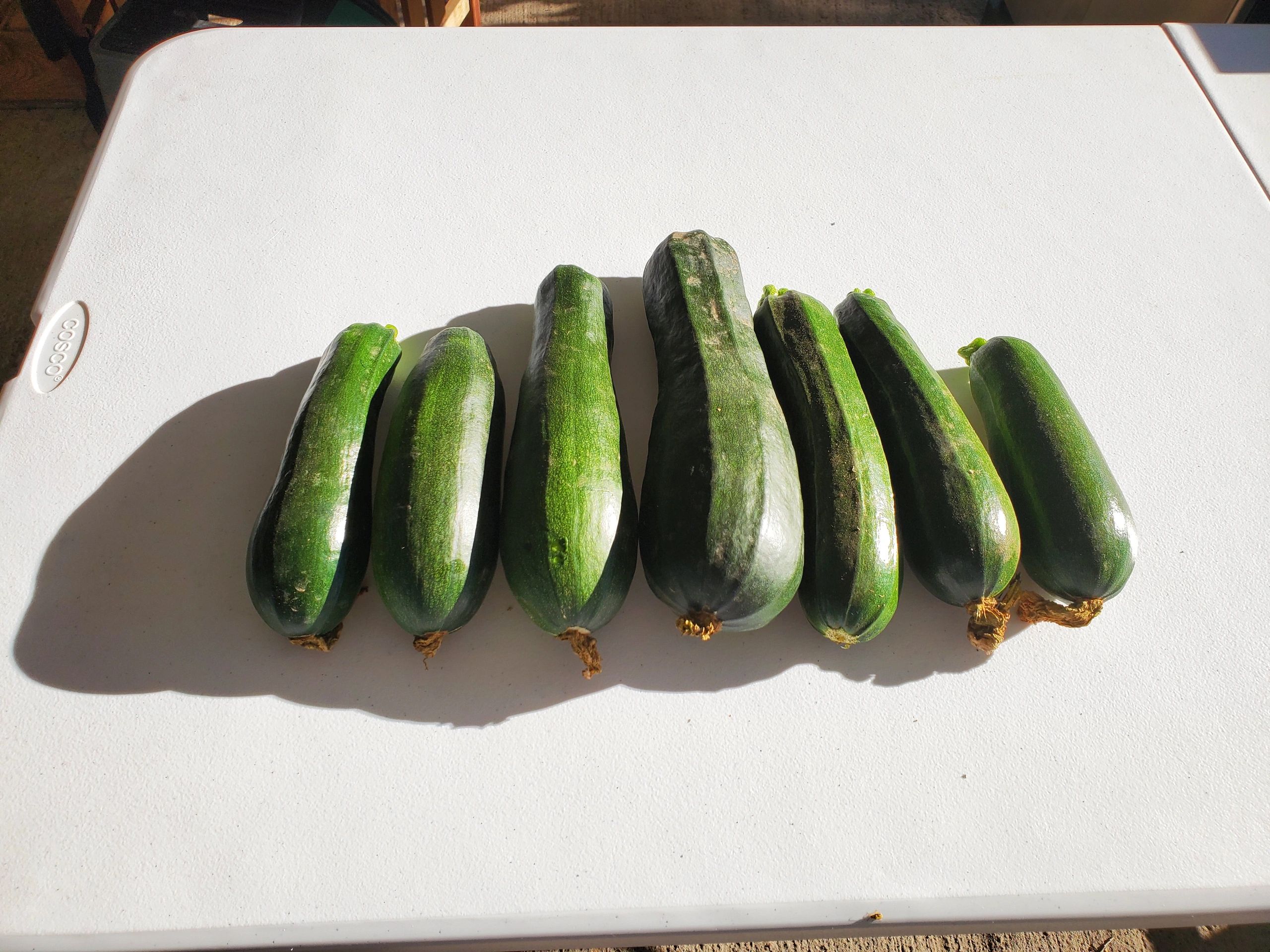 Zukes are In Season!