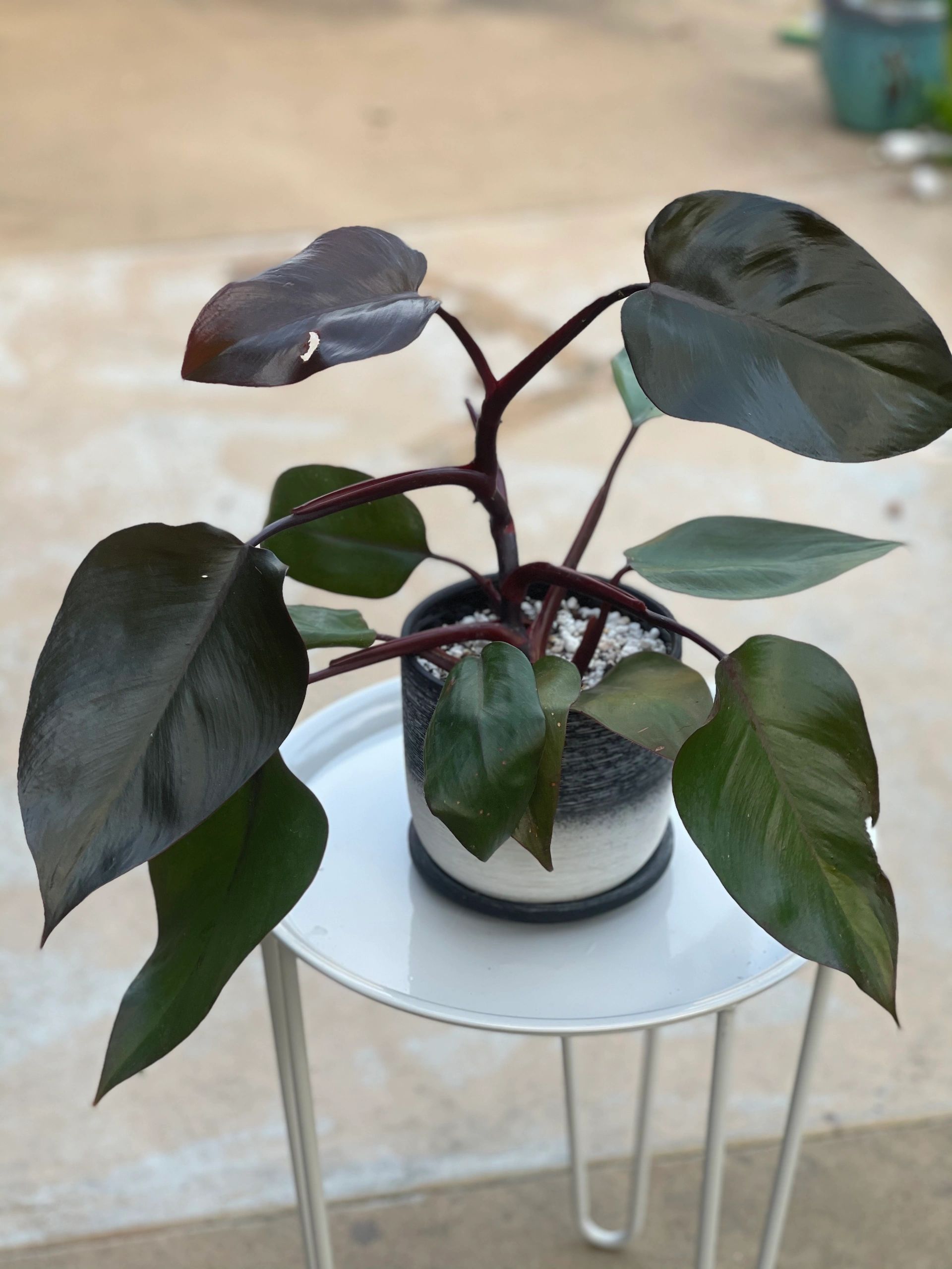 Burgundy Princess Philodendron