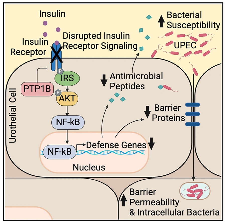 Insulin receptor signaling engages bladder urothelial defenses