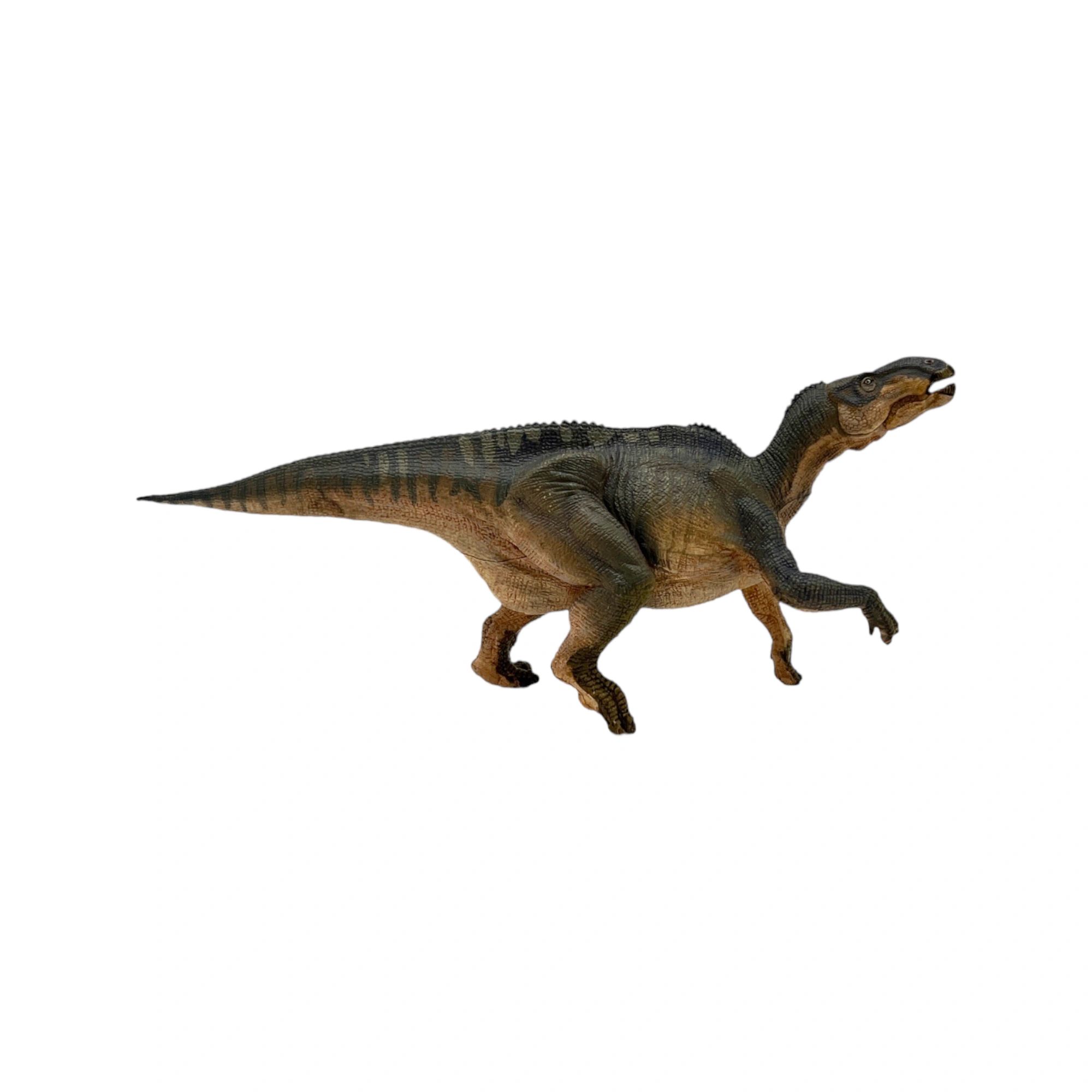 Iguanodon Facts For Kids Interesting Dinosaur Information