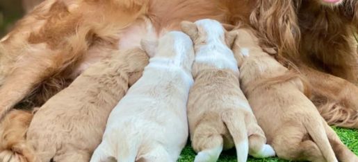 THAILAND PUPPIES FOR SALE