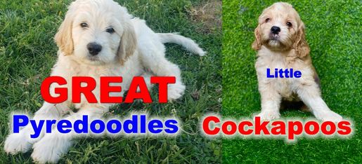 THAILAND PUPPIES FOR SALE