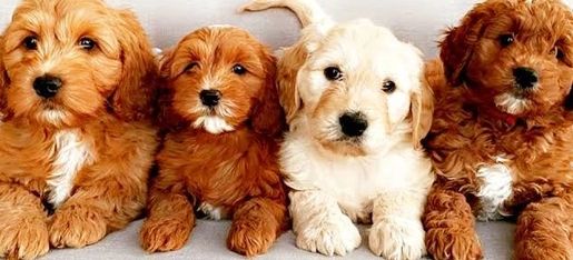 THAILAND PUPPIES FOR SALE