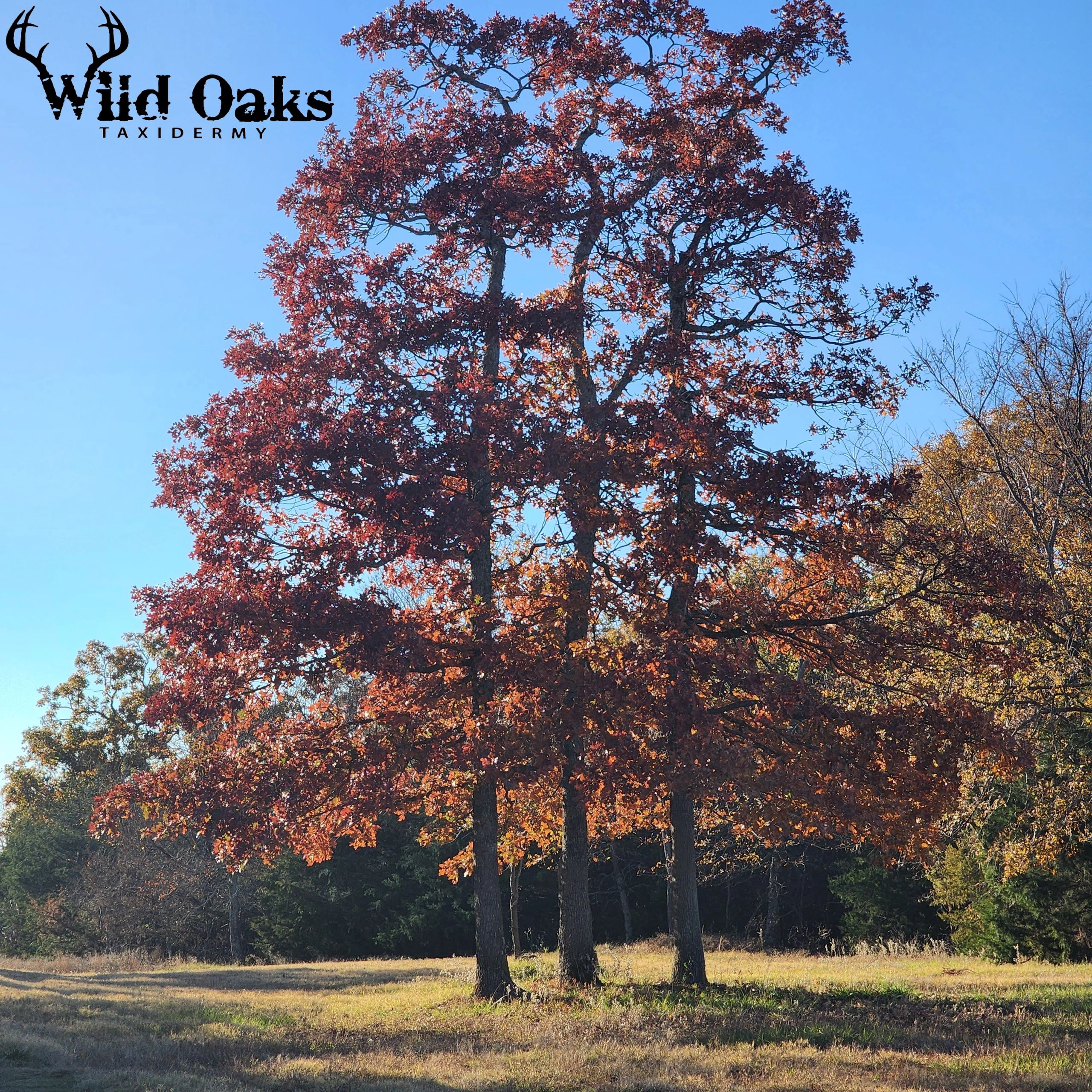 Wild Oaks Taxidermy