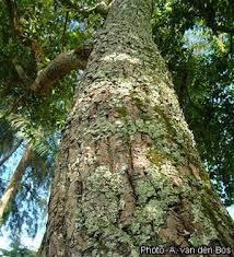 Calophyllum/Tamanu - Unfiltered (Calophyllum inophyllum) Madagascar Organic