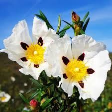 Cistus/Labdanum Absolute (Cistus ladaniferus) Spain