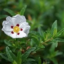 Cistus Hydrosol (Cistus ladaniferus) Spain