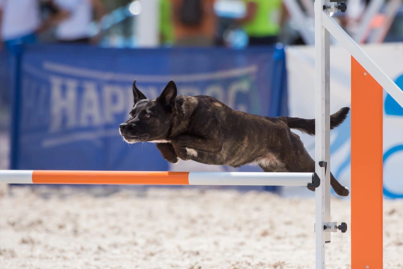 FASTDoggie - Dog Agility - Colorado Springs, Colorado
