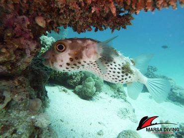 Photo Gallery | Marsa Alam | Red Sea | Egypt - MarsaDiving | Marsa Diving