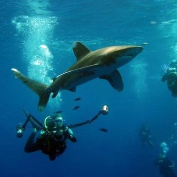 Marsa Diving Center | Marsa Alam | Read Sea | Egypt - Marsa Diving