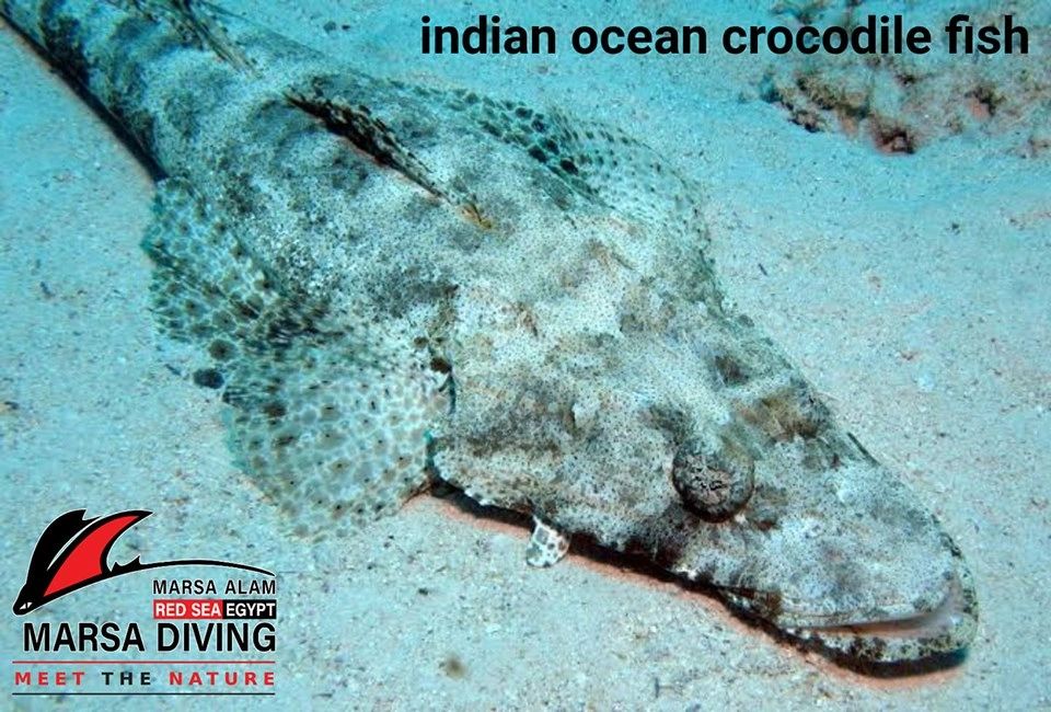 CROCODILE FISH