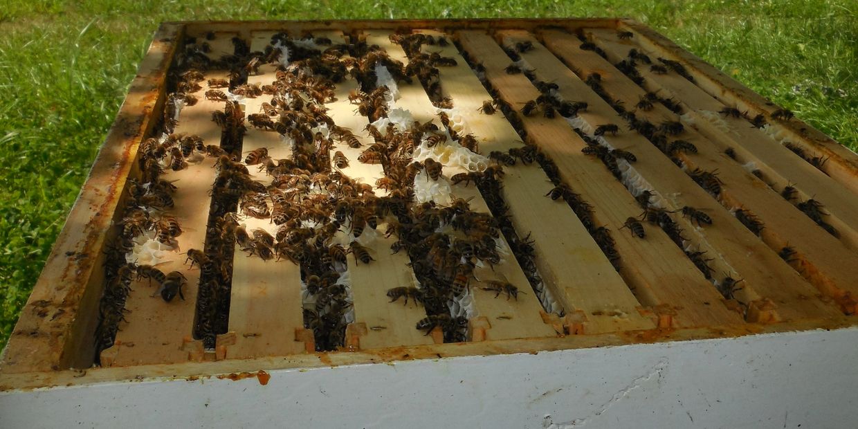 Armstrong & Family Apiaries - Bee Equipment