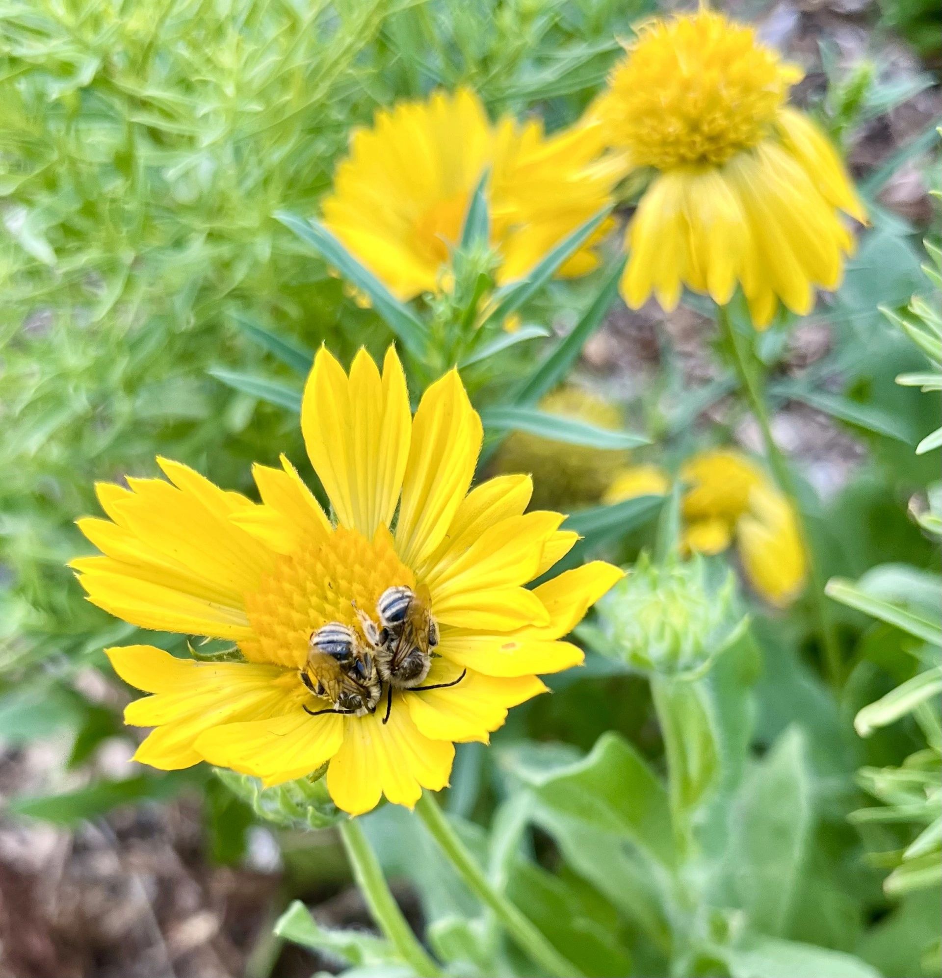 Aris Landscape Design Top 5 Garden Trends for 2024