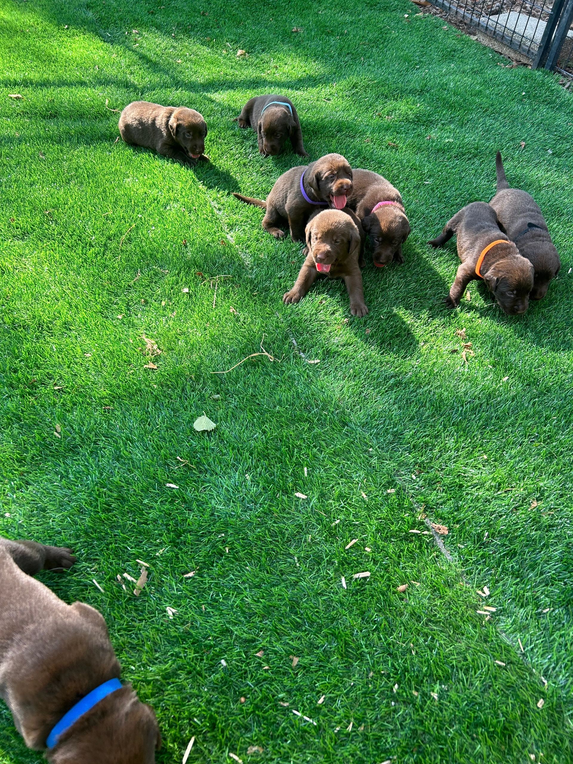 Dove's Labradors