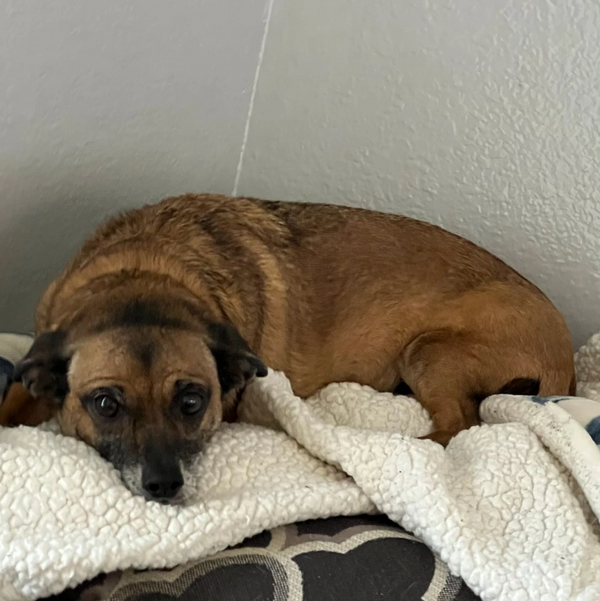 Dog Poop Scooper Service | American Pet Waste Solutions