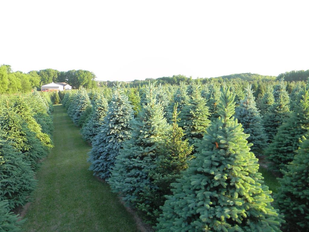 Home Page [riversidechristmastreeswi.com]