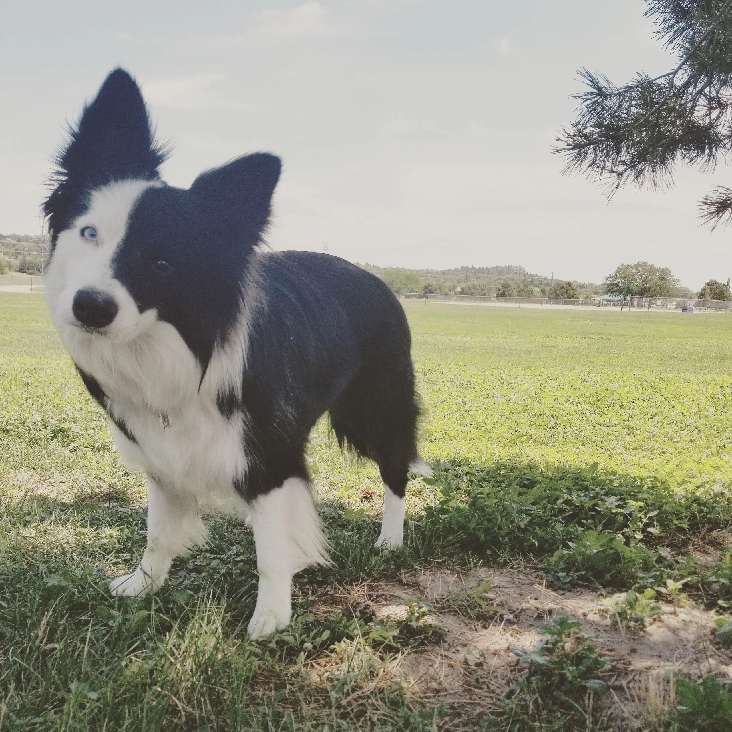 Dazzle Dogs - Dog Grooming - Colorado Springs, Colorado