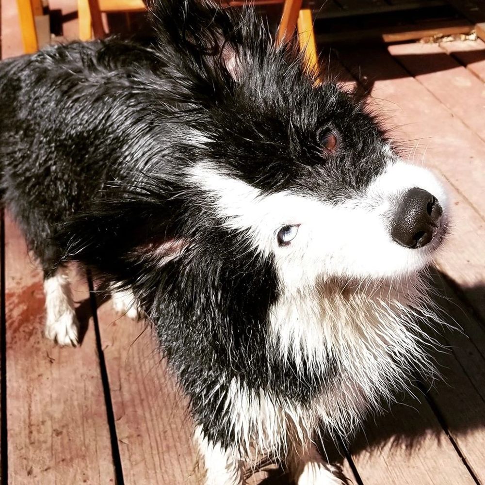 Dazzle Dogs - Dog Grooming - Colorado Springs, Colorado