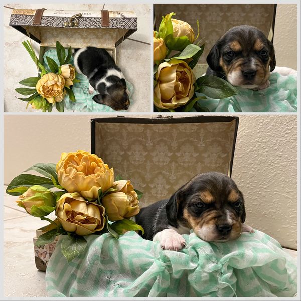 Sunset Beagles - Beagle Puppy, Pocket Beagle Puppies