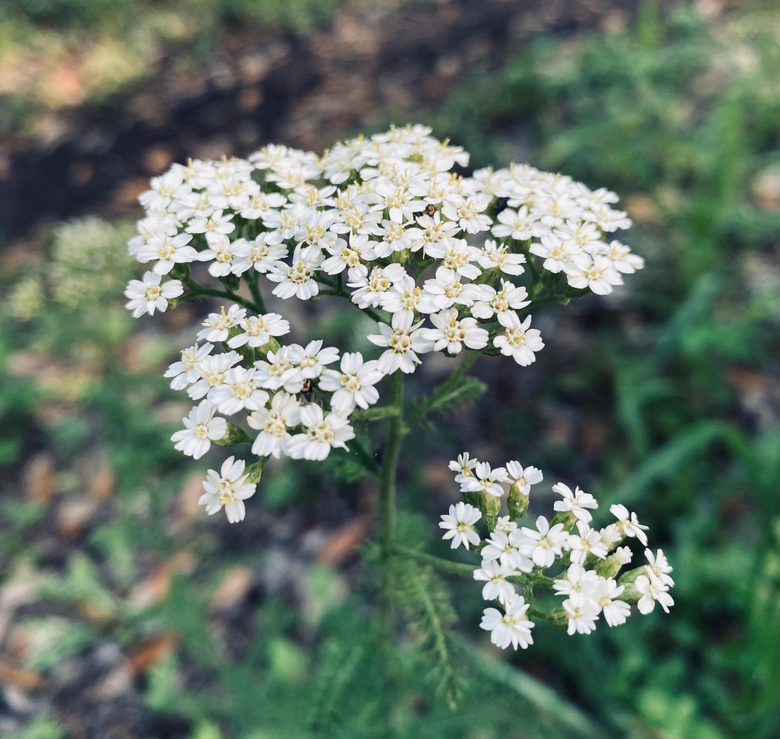 Yarrow