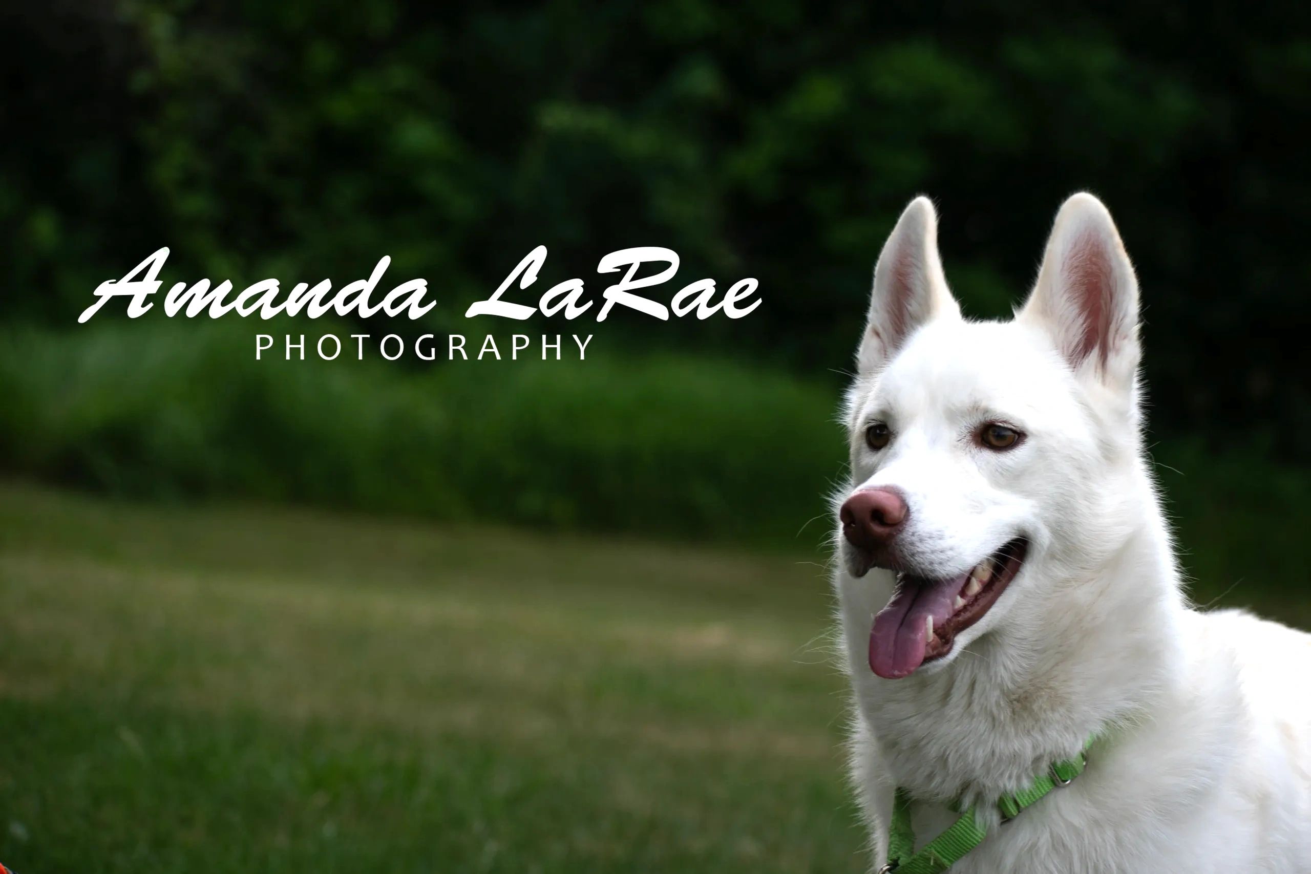 Amanda LaRae Photography