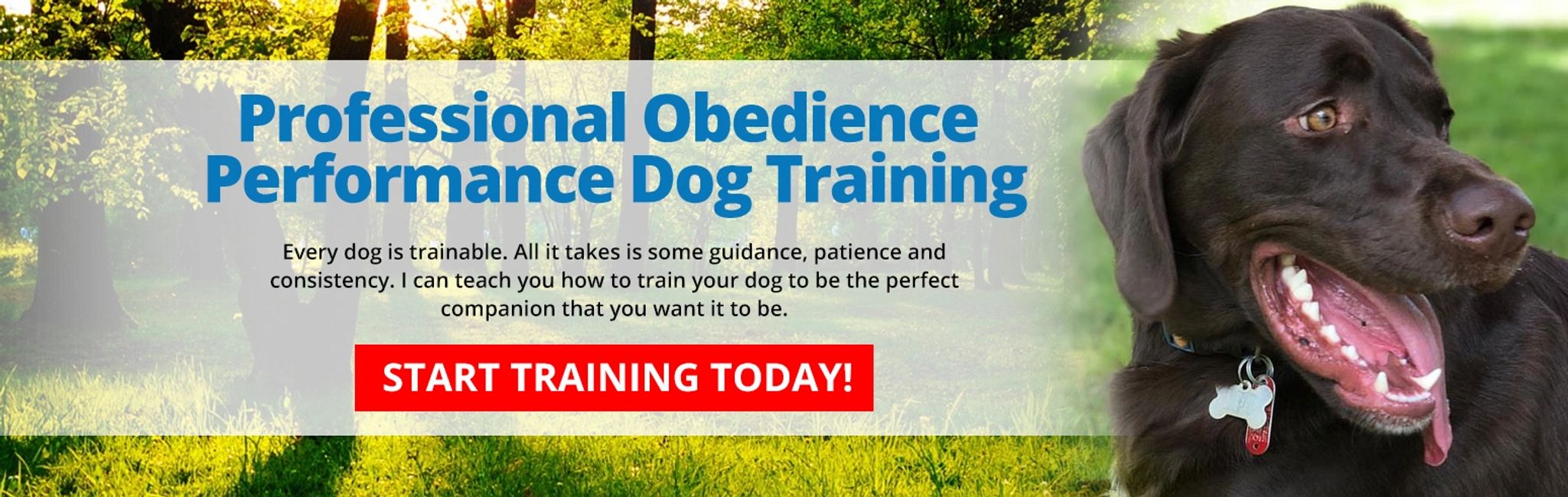 P.O.P. Dog Training