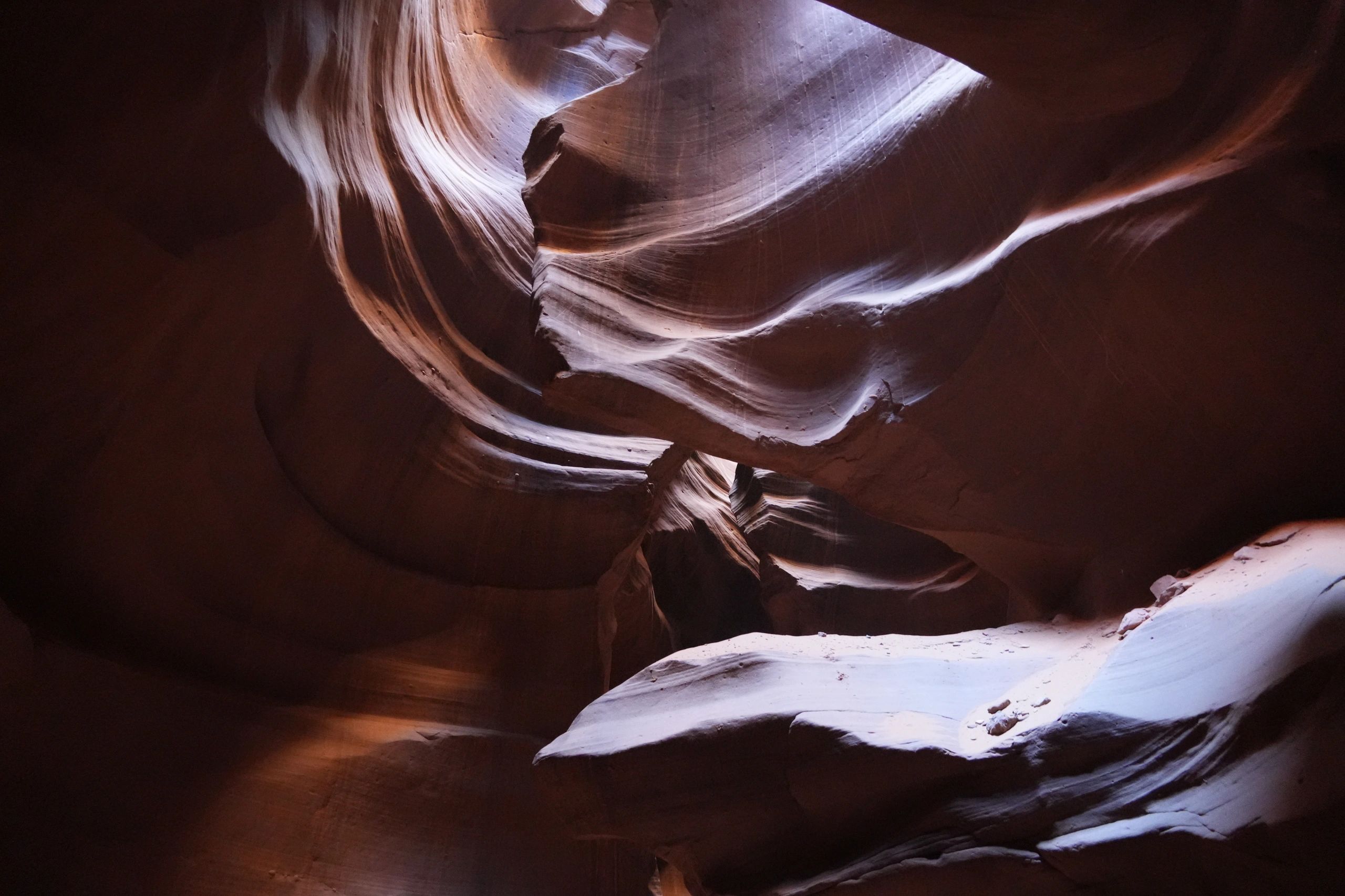 Capture the beauty of wildlife with our wildlife photography services