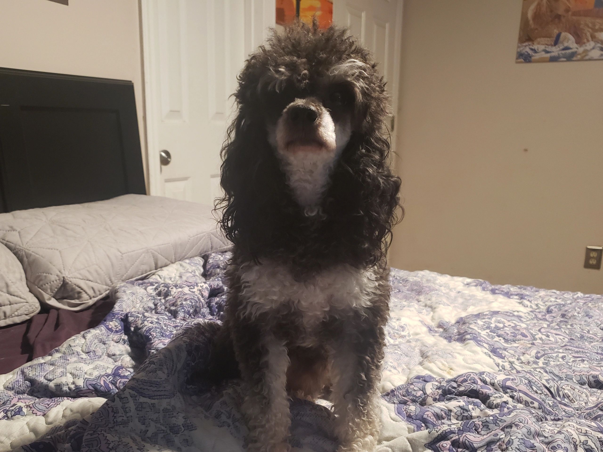 Toy Poodle Pups Toy Poodle Pups