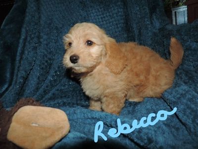 Doxiepoo Puppies for Sale - Shannon's Shamrock Kennels | Shannon's ...