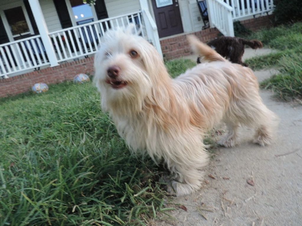Doxiepoo Puppies for Sale - Shannon's Shamrock Kennels | Shannon's ...