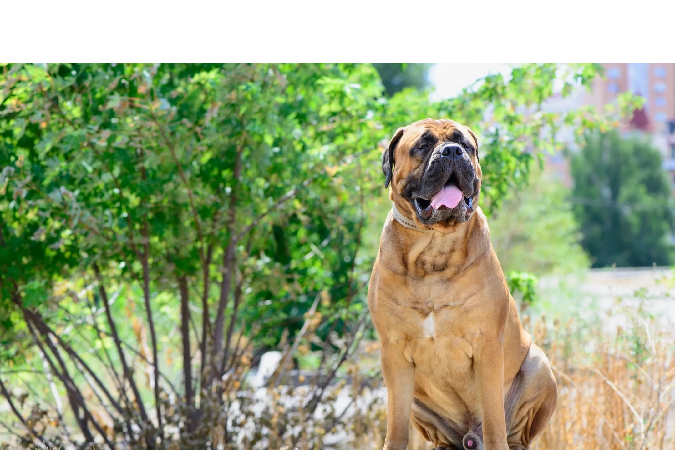 Luxury Pet Resort | Boujee Barkers