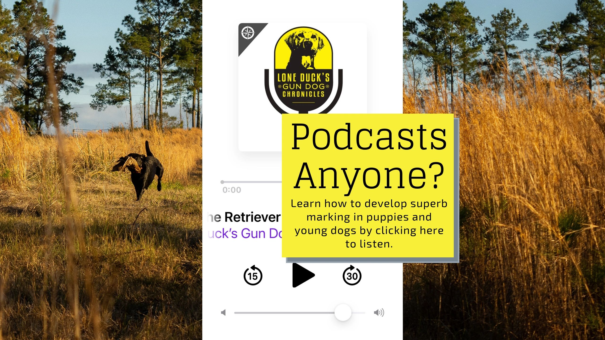 Retriever Training - The Retriever Coach