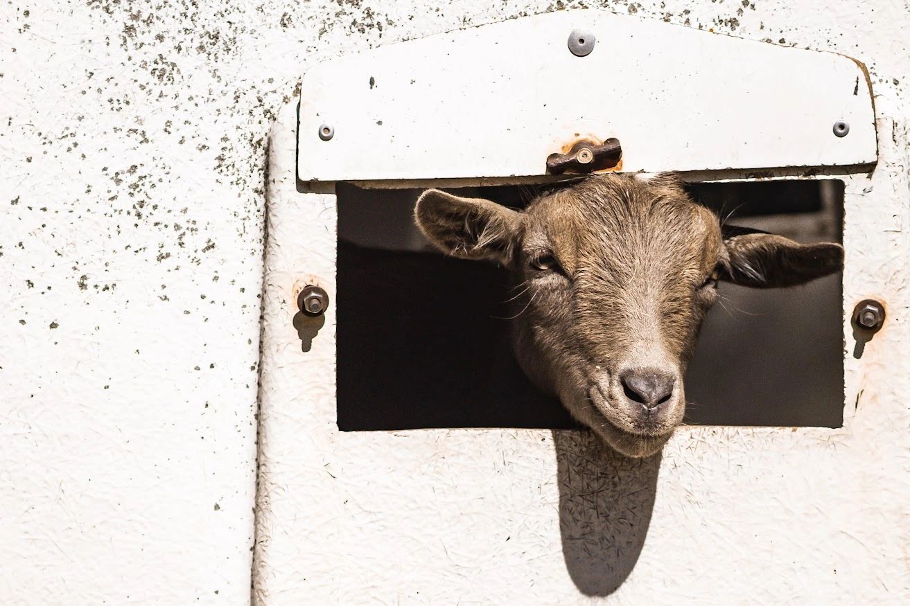 All Natural Goat Milk Soap | Handcrafted Farm to Skin Soap