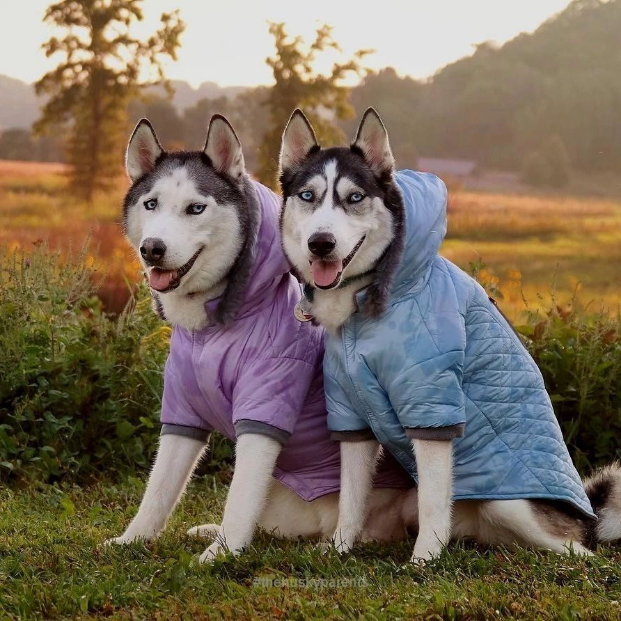 wellyn-optimisticpuppiesland