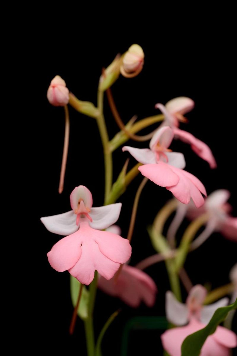 Habenaria Pink Robin