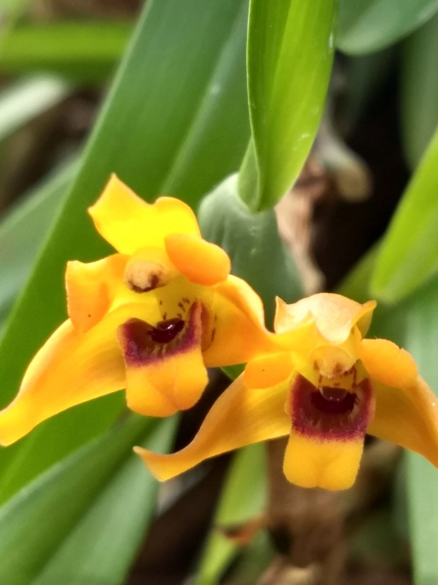 Maxillaria variabilis