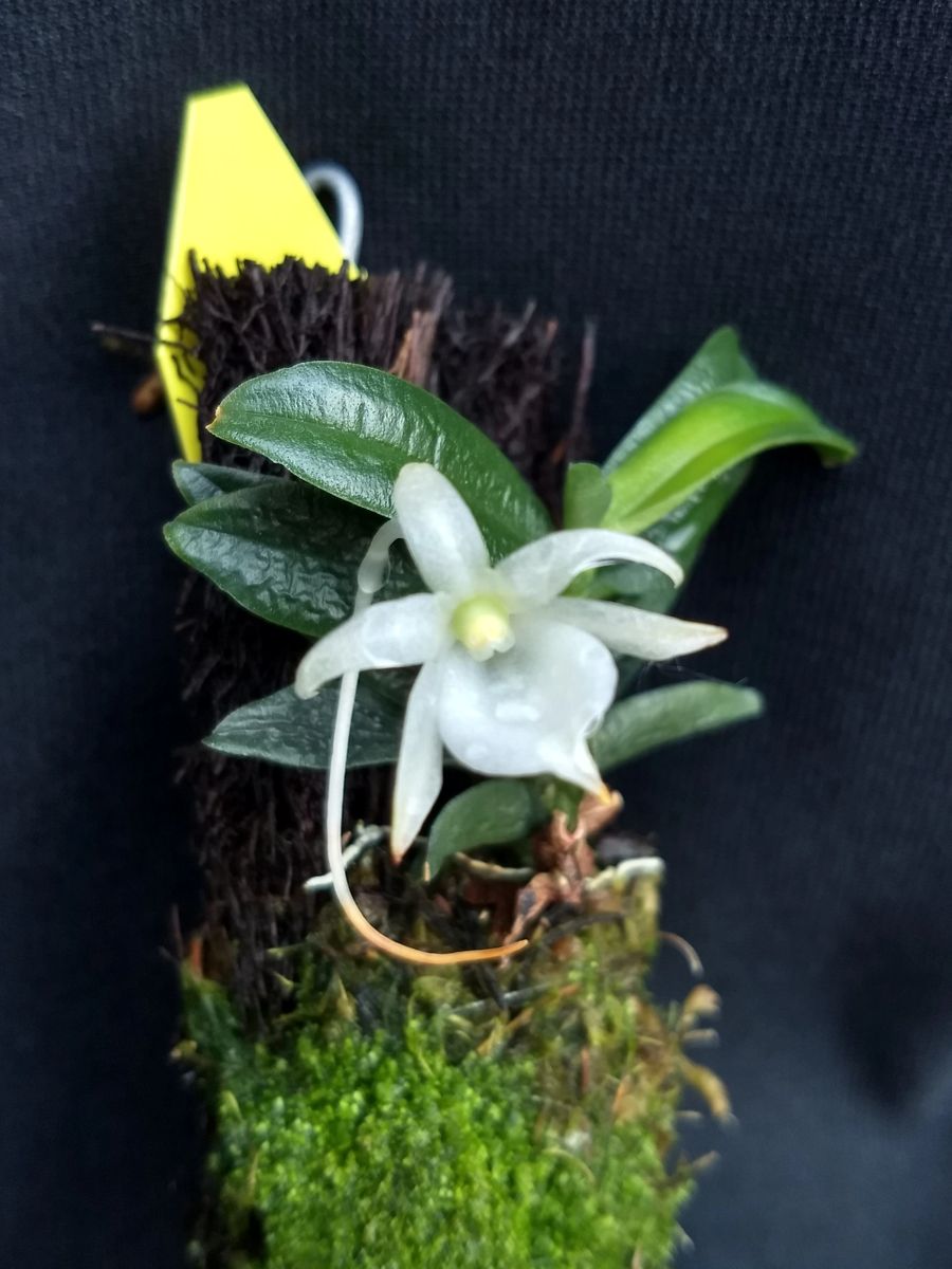 Angraecum equitans