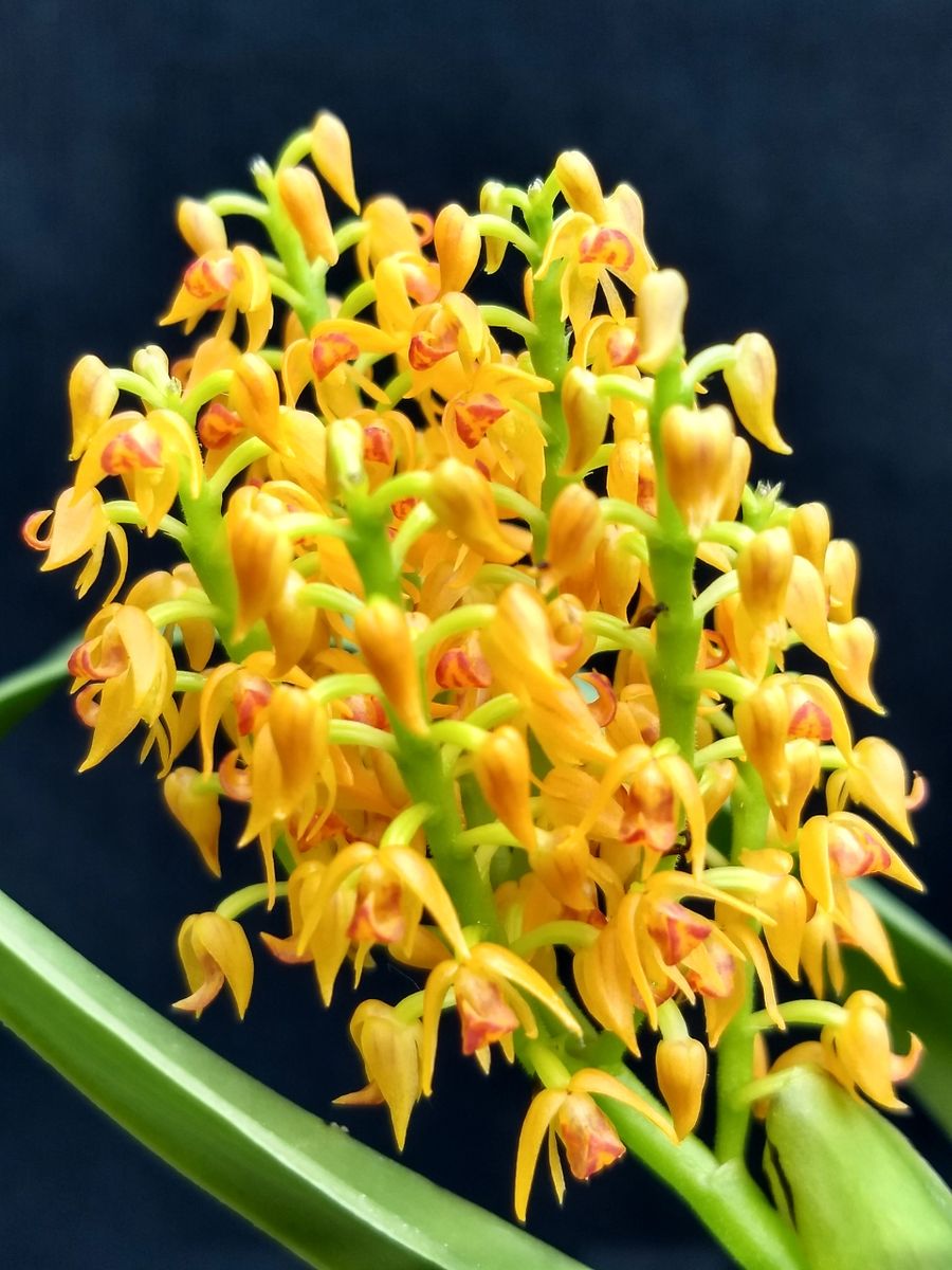 Polystachya paniculata