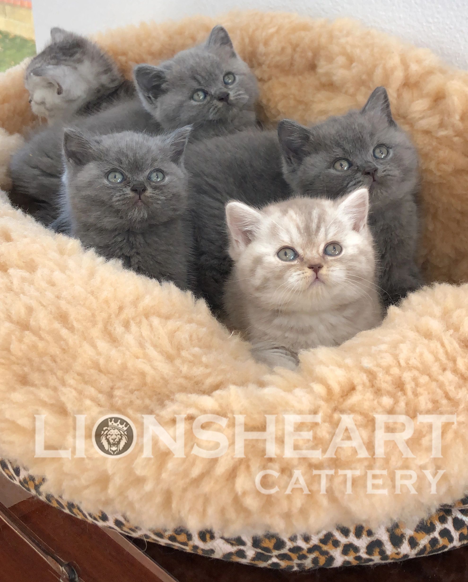 Available Kittens, British Shorthiar - LIONSHEART Cattery