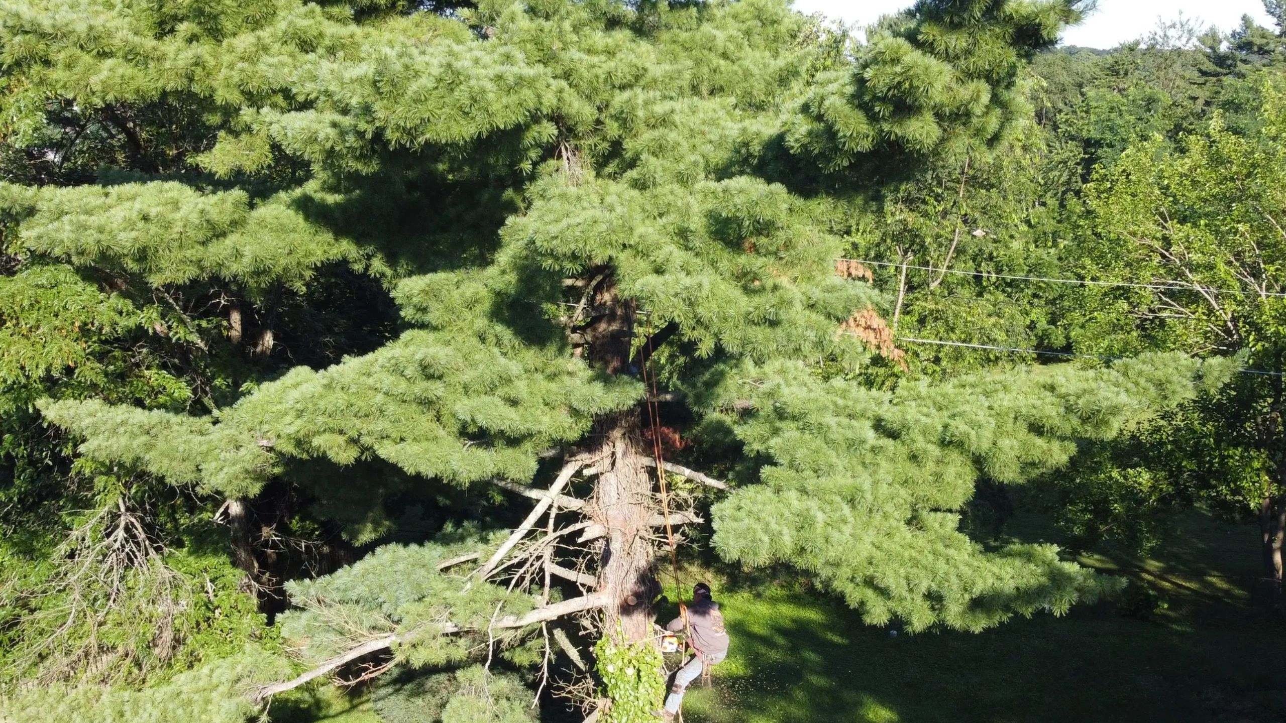 Tree Removal - Patrick Musser Tree Service
