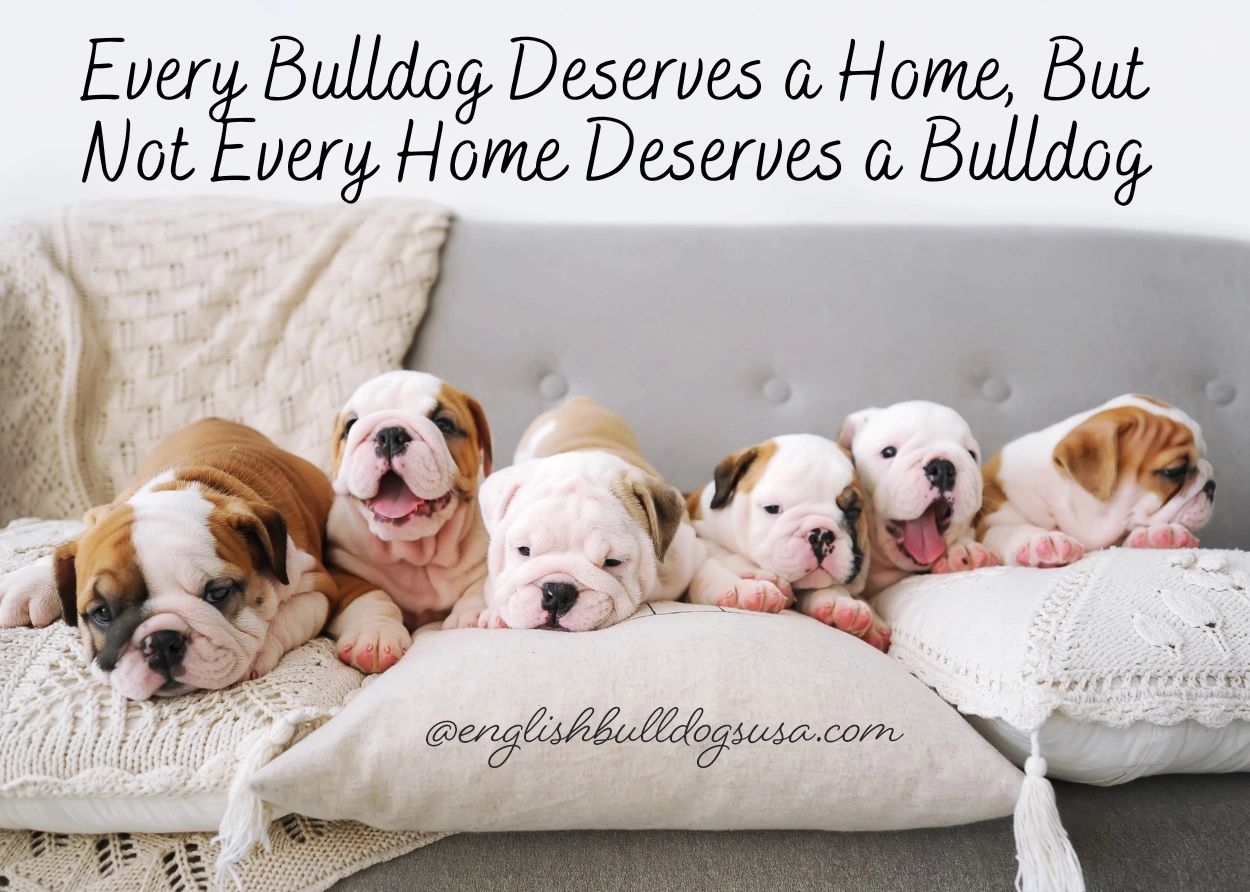 Why are Bulldogs SO EXPENSIVE?