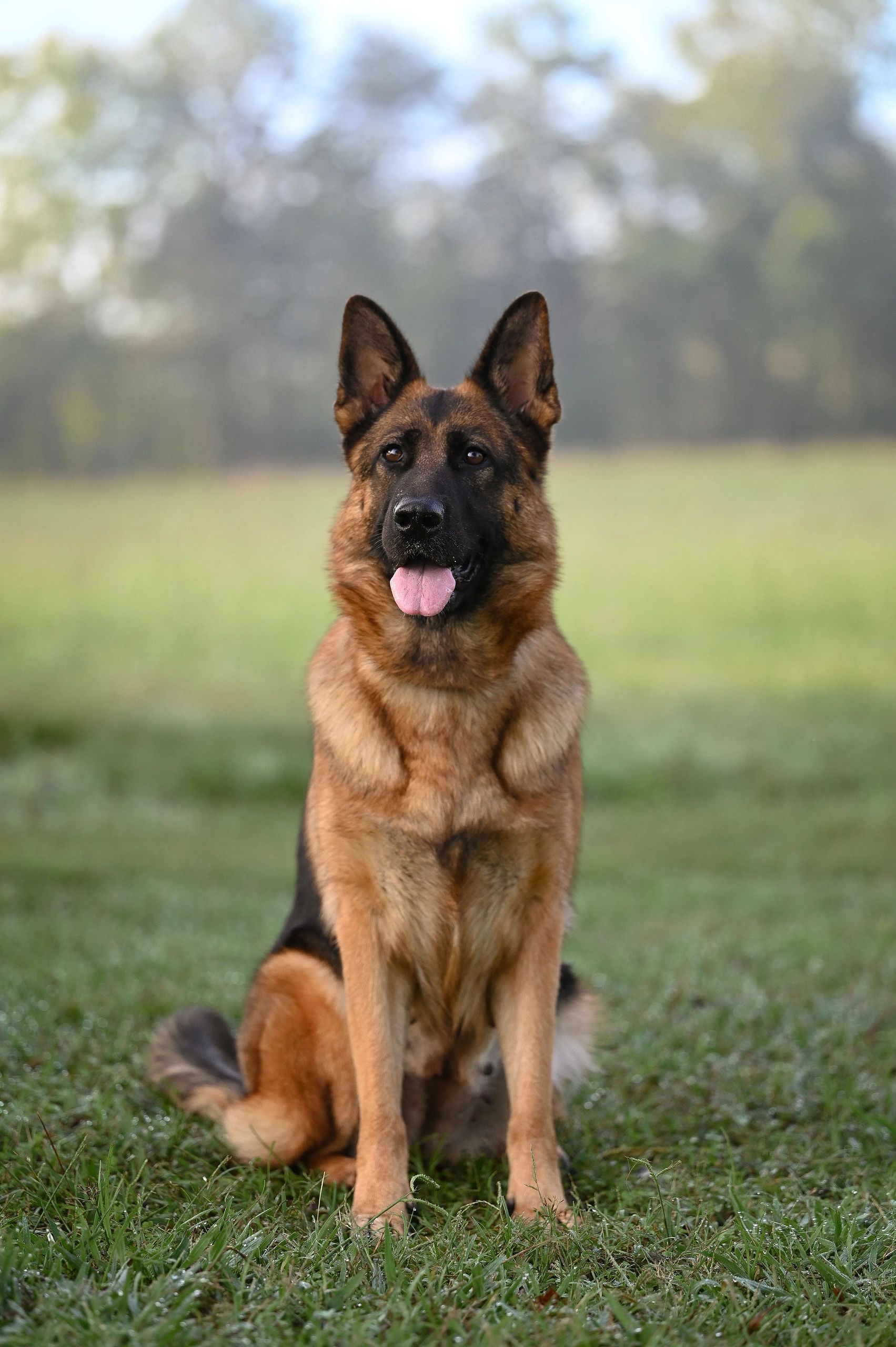 Dixon Hill German Shepherds