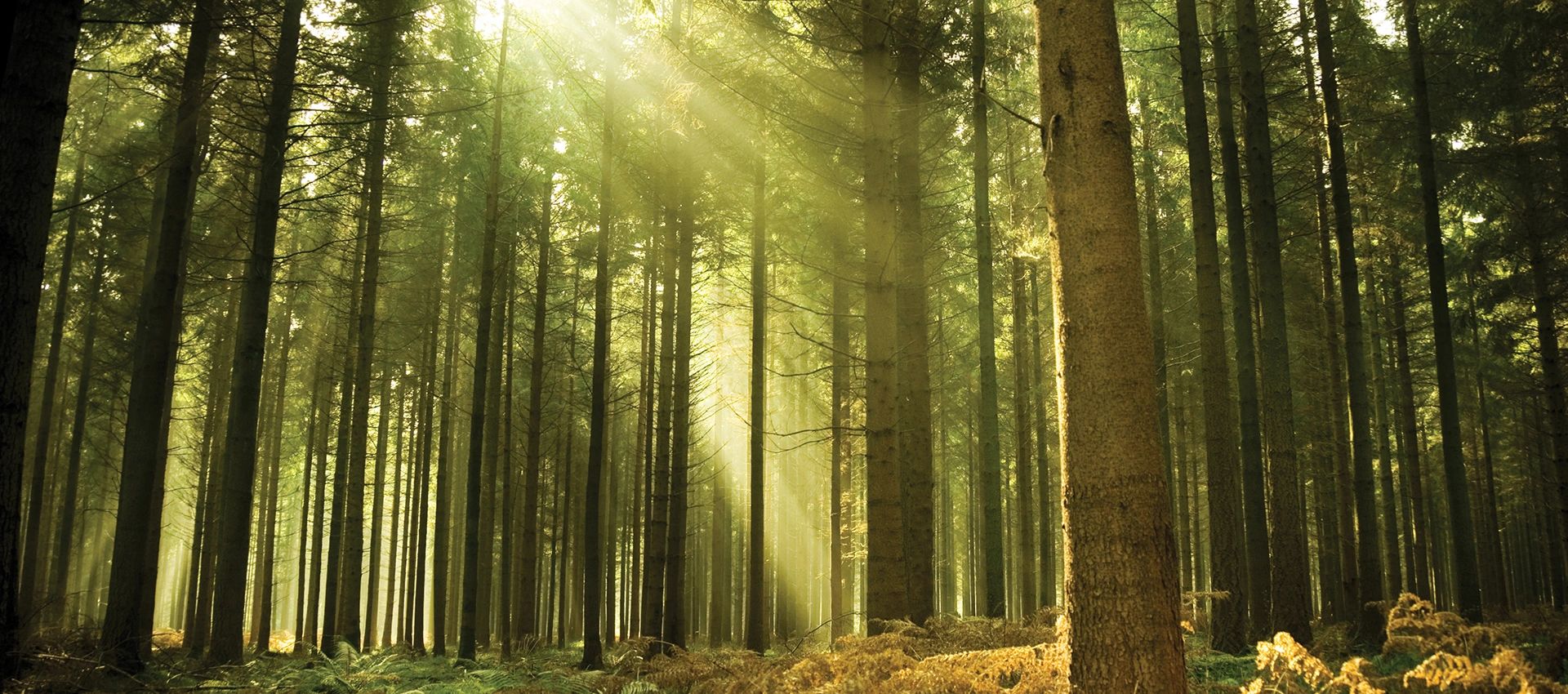 Tarimas De Madera - Forestal ORBA