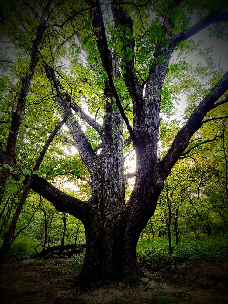 The Story of the Hugging Tree