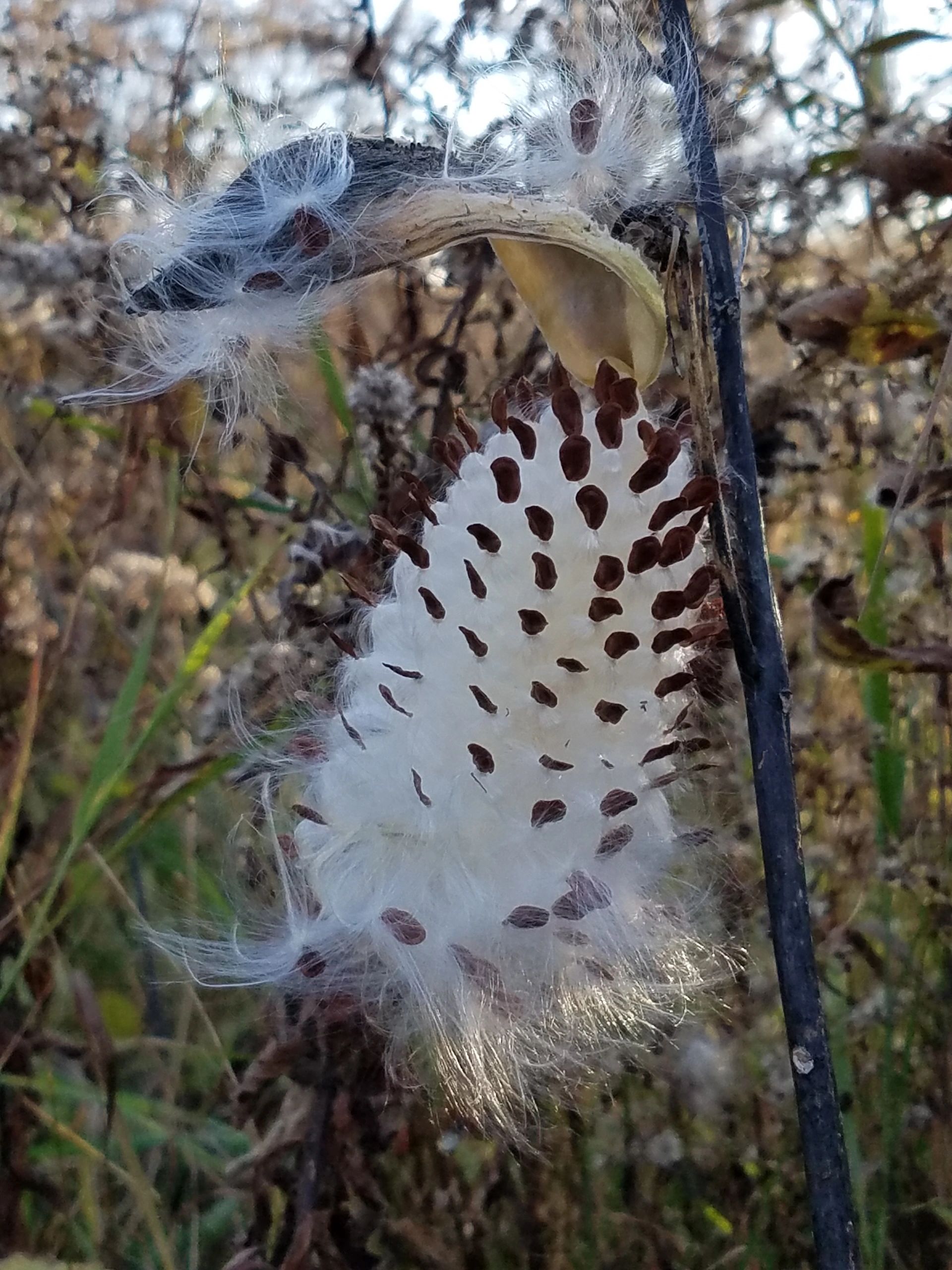Pork - High Altitude Tree Farm