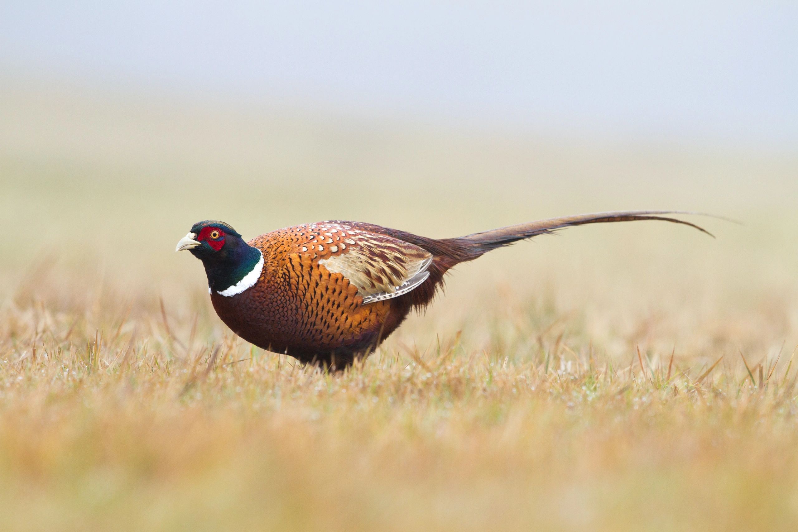 Pheasant Hunts - newbreedfarm.ca