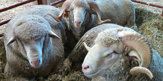 For Sale | Rabel Rambouillets