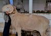Rabel Rambouillets - Rambouillet Sheep, Rams, Ewes