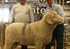 Rabel Rambouillets - Rambouillet Sheep, Rams, Ewes