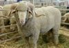 Rabel Rambouillets - Rambouillet Sheep, Rams, Ewes